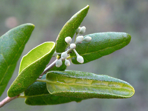 Taller de Plantas Medicinales | Museo Regional de la Araucanía